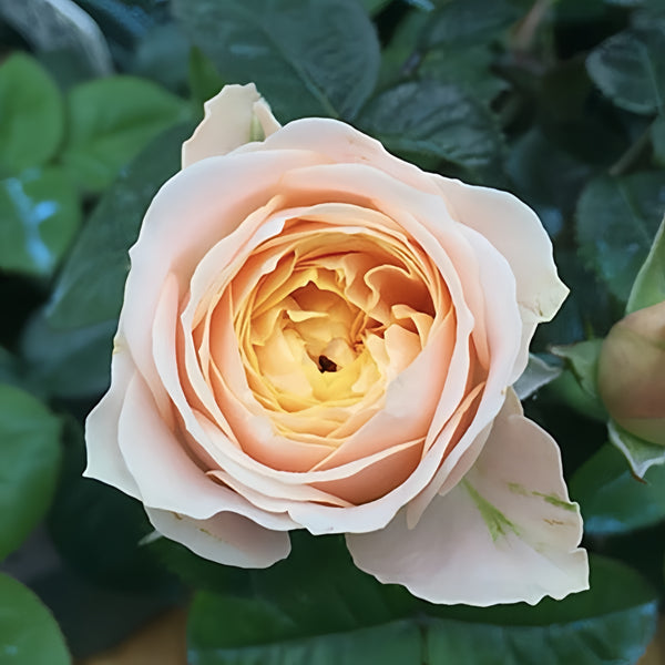 Sweet Vuvuzela Rose Plant|甜蜜珊瑚心 – Rose_Explosion
