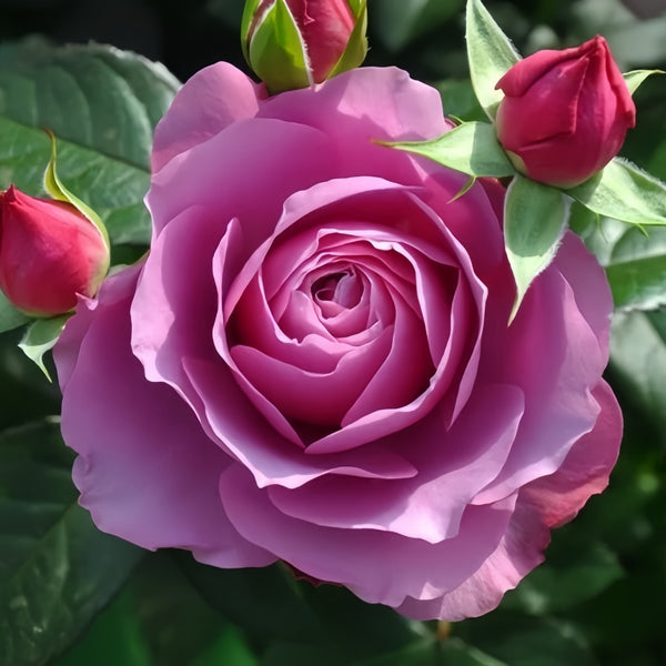 Syrinx Rose Plant|西林克斯 – Rose_Explosion