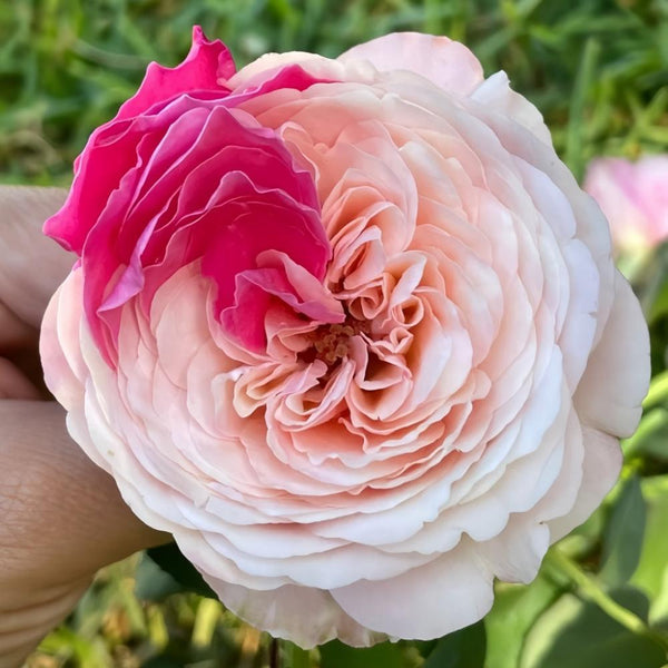 Tamaki Rose Plant|环 – Rose_Explosion