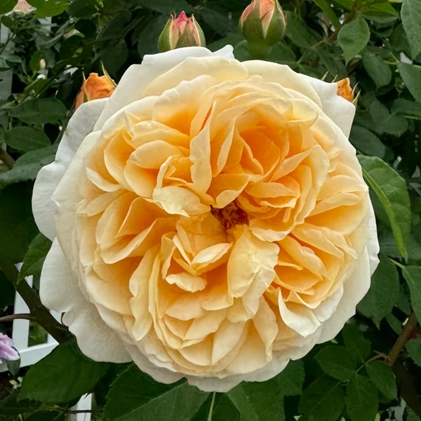 Teasing Georgia Rose Plant|欢笑格鲁吉亚 – Rose_Explosion