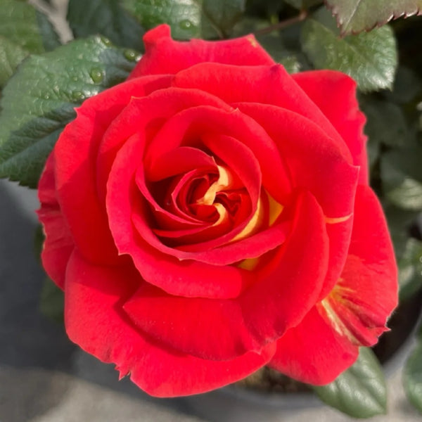 Terrazza Pisce Rose Plant｜双鱼座阳台 – Rose_Explosion