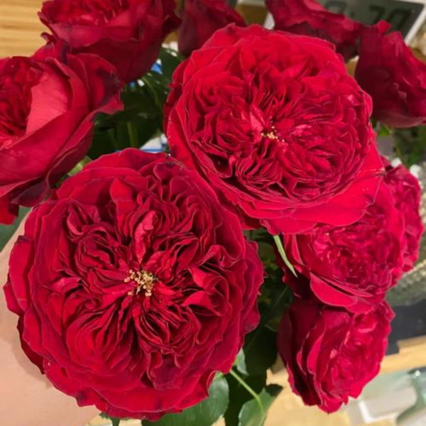 Tess Rose Plant - Elegant Floribunda Austin Roses for Your Garden ...