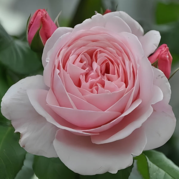 The Generous Gardener Rose Plant(David Austin)|慷慨的园丁 – Rose_Explosion