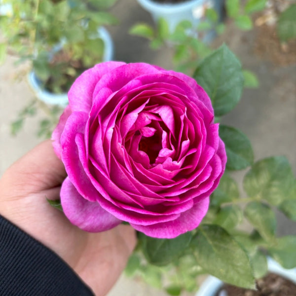 Thelma Rose Plant|塞尔玛 – Rose_Explosion