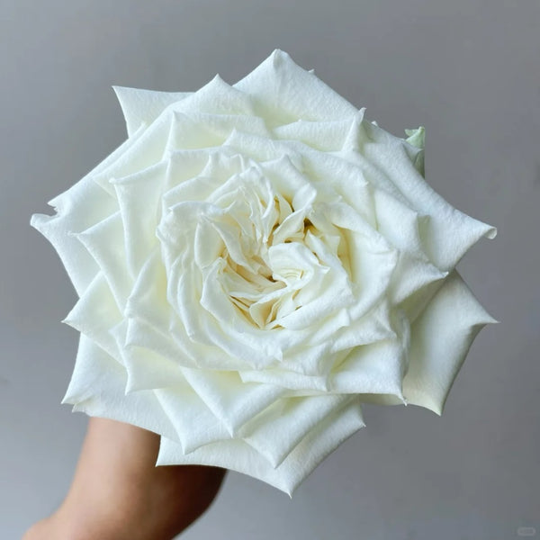 Tineke Rose Plant｜坦尼克 – Rose_Explosion