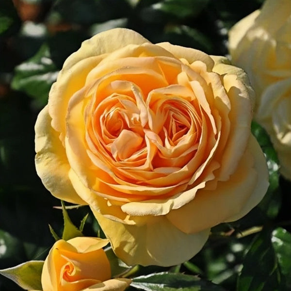 Lioness Rose Plant｜雌狮 – Rose_Explosion