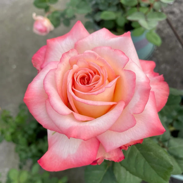 Tormenta Rose Plant｜托尔门塔 – Rose_Explosion