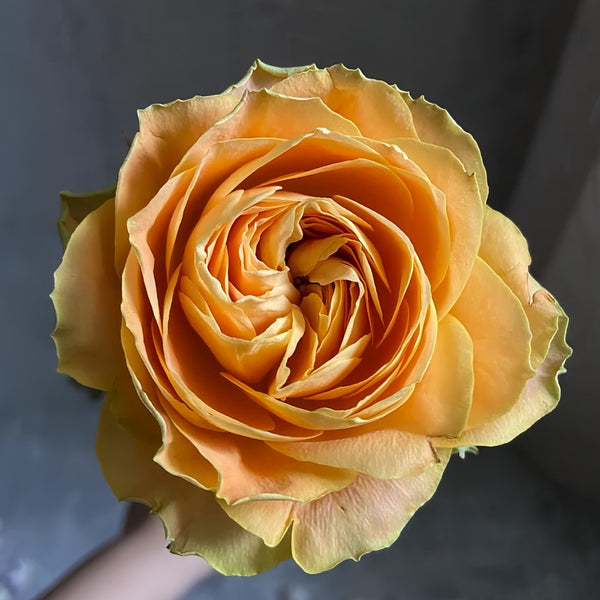 Turtle Rose Plant|小乌龟 – Rose_Explosion