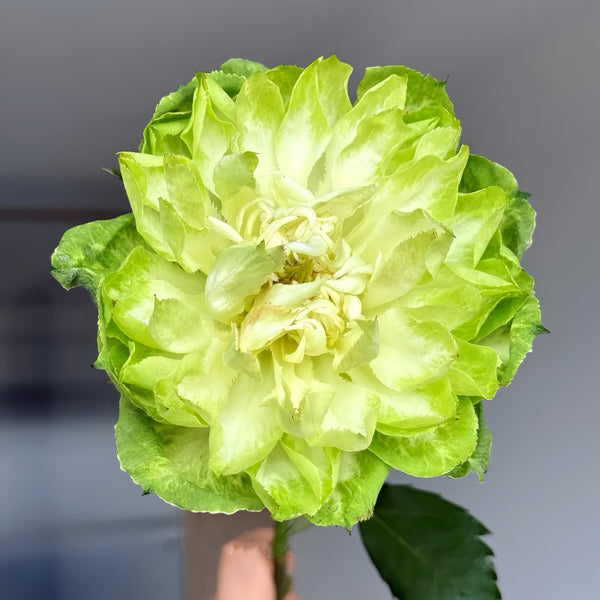 Veggie Rose Plant|青草地 – Rose_Explosion