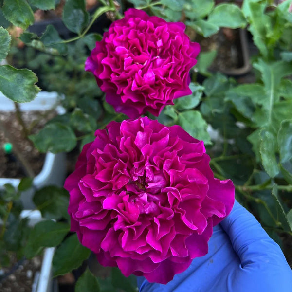 Velvety Twilight Rose Plant｜暮光之城 – Rose_Explosion