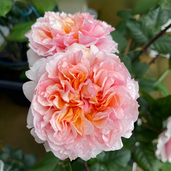 Versigny Rose Plant|维尔西尼 – Rose_Explosion