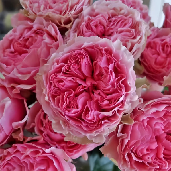 Victorian Kiss Rose Plant|维多利亚吻 – Rose_Explosion