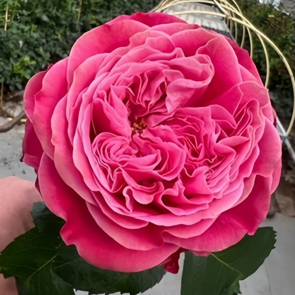 Villa Muze Rose Plant|穆兹别墅 – Rose_Explosion