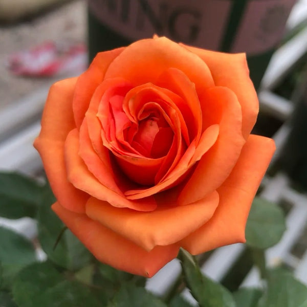 Voodoo Rose Plant｜巫术 – Rose_Explosion