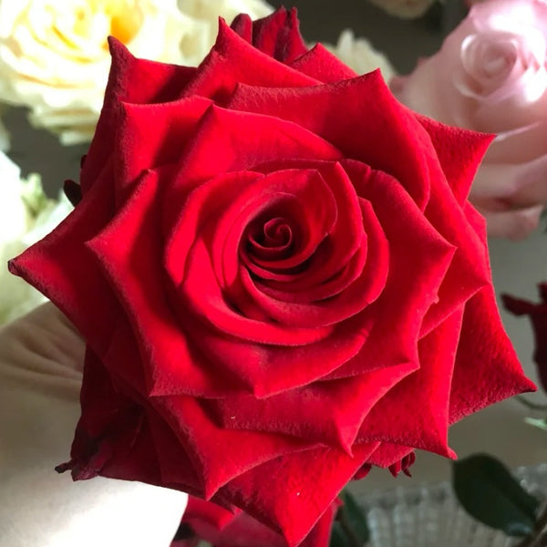 Vulcano Rose Plant｜火神岛 – Rose_Explosion