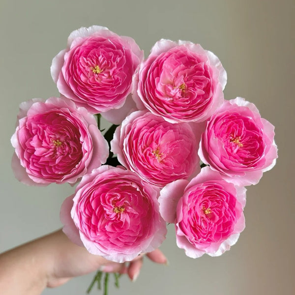 Wan Shan Rose Plant｜纨扇 – Rose_Explosion