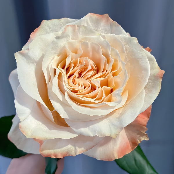 Warm hearted Milk Pastry Rose Plant|暖心奶油酥 – Rose_Explosion