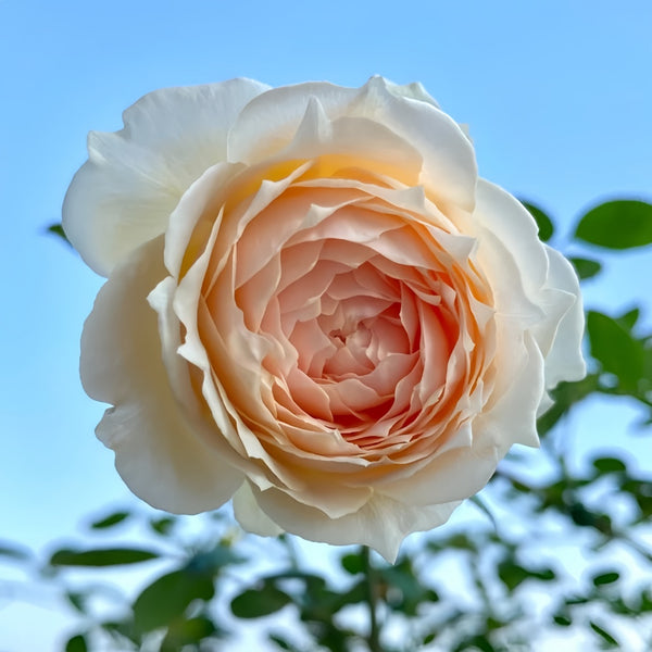 Weeping beauty Rose Plant|梨花雨 – Rose_Explosion