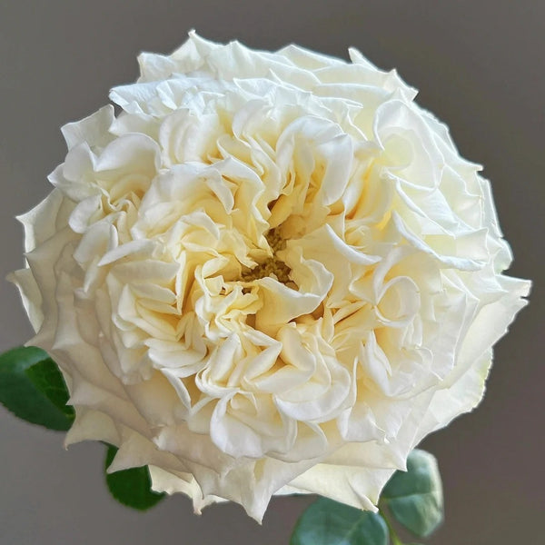 White Ashley Rose Plant｜白色艾希莉 – Rose_Explosion