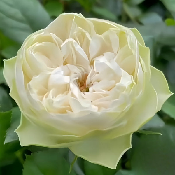 White Kahala Rose Plant|夏雨荷 – Rose_Explosion