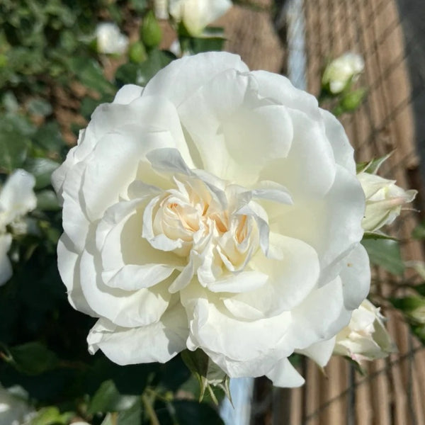 White Meidiland Rose Plant｜白米农 – Rose_Explosion