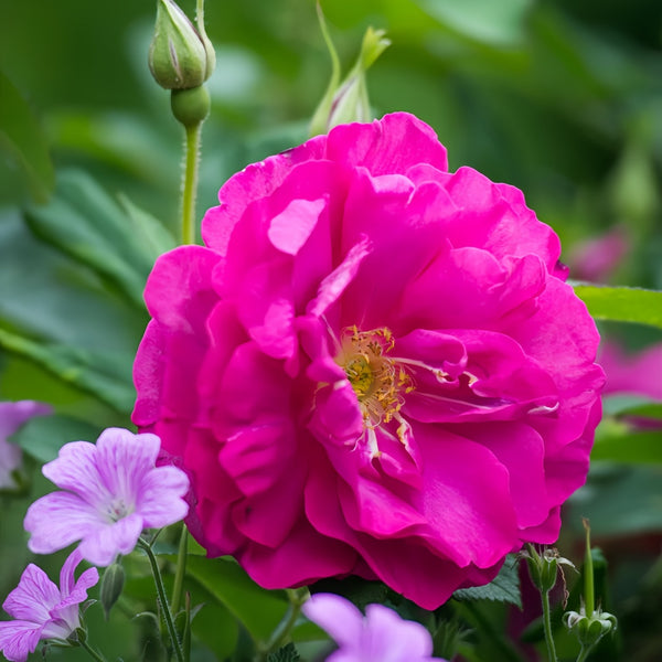 Wild Esperance Rose Plant|狂野埃斯佩兰斯 – Rose_Explosion