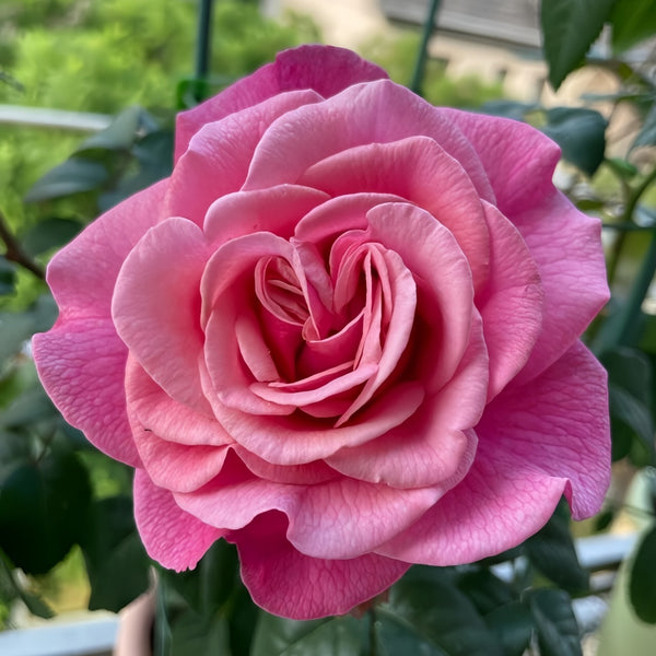 Wildberry Rose Plant|野莓子 – Rose_Explosion