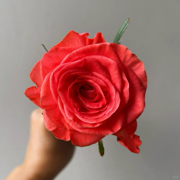 Wow Rose Plant｜召唤 – Rose_Explosion