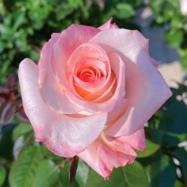 Wu Mei Niang Rose Plant｜武媚娘 – Rose_Explosion