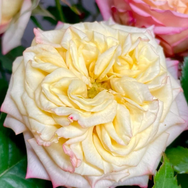 Yoga Trendsetter Rose Plant｜瑜伽潮流 – Rose_Explosion