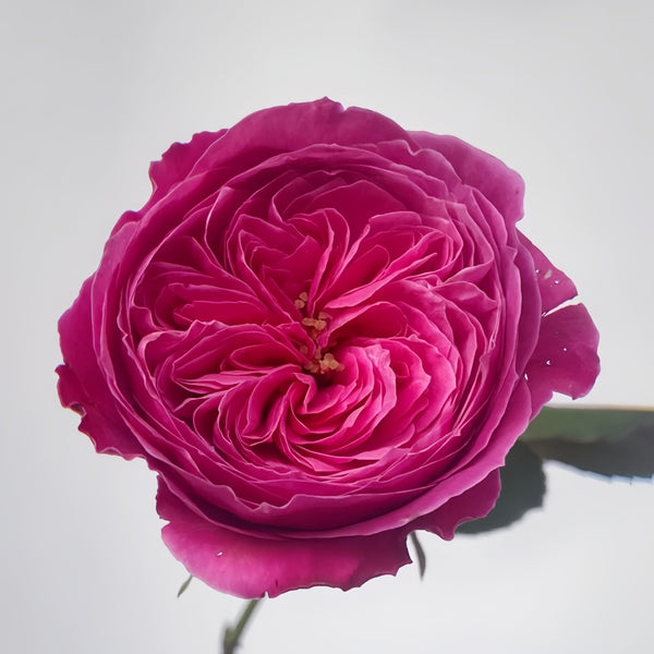 Yuzen Rose Plant|友禅 – Rose_Explosion
