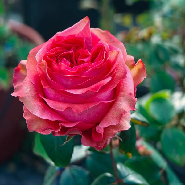 Pink ohara Rose Plant|粉哈娜 – Rose_Explosion