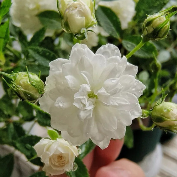 Yukihime Rose Plant｜雪姬 – Rose_Explosion