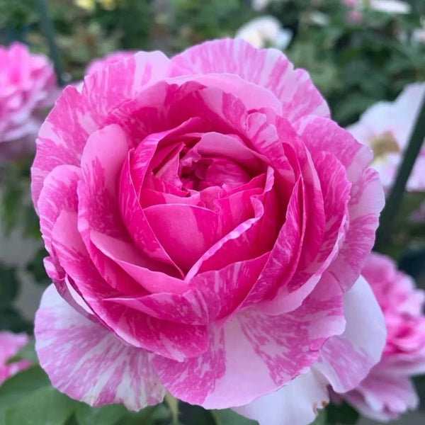 Yve Splash Rose Plant | 伊芙飞溅 – Rose_Explosion