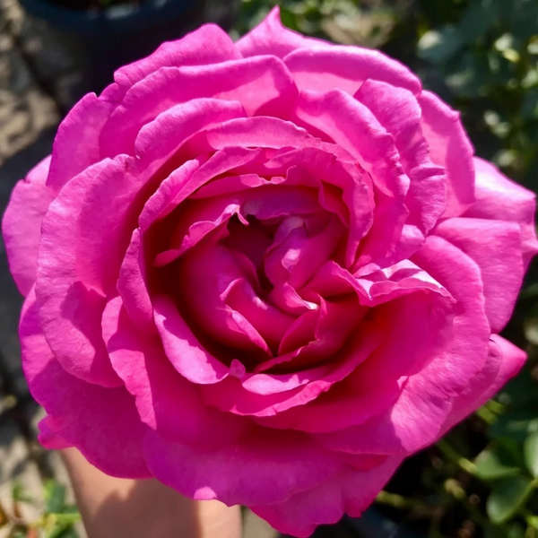 Yves Lorio Rose Plant｜伊芙红宝石伯爵 – Rose_Explosion