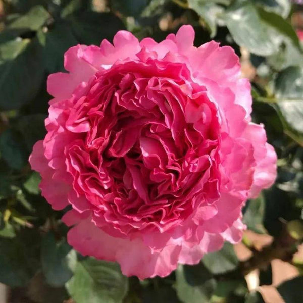 Yves Piaget Rose – Continuous Blooming French Elegance – Rose_Explosion
