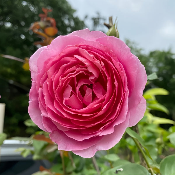Ocean Song Rose | Elegant Lavender Blooms for Your Garden – Rose_Explosion