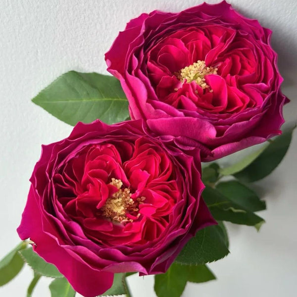 Kate Rose – Luxurious and Romantic Austin Rose – Rose_Explosion