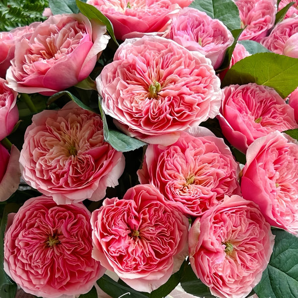 Romeo Rose Plant – Deep Red Blooms with Strong Fragrance for Cut ...